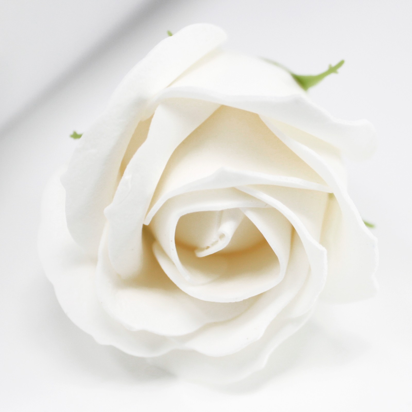 White Rose flowers - www.omifun.co.uk